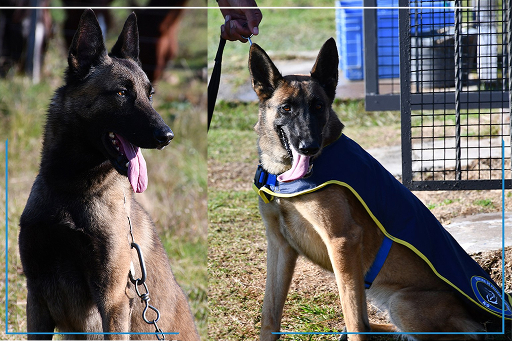 Inauguración nueva sede de la Unidad Canina Policial K9 de Artigas | MI